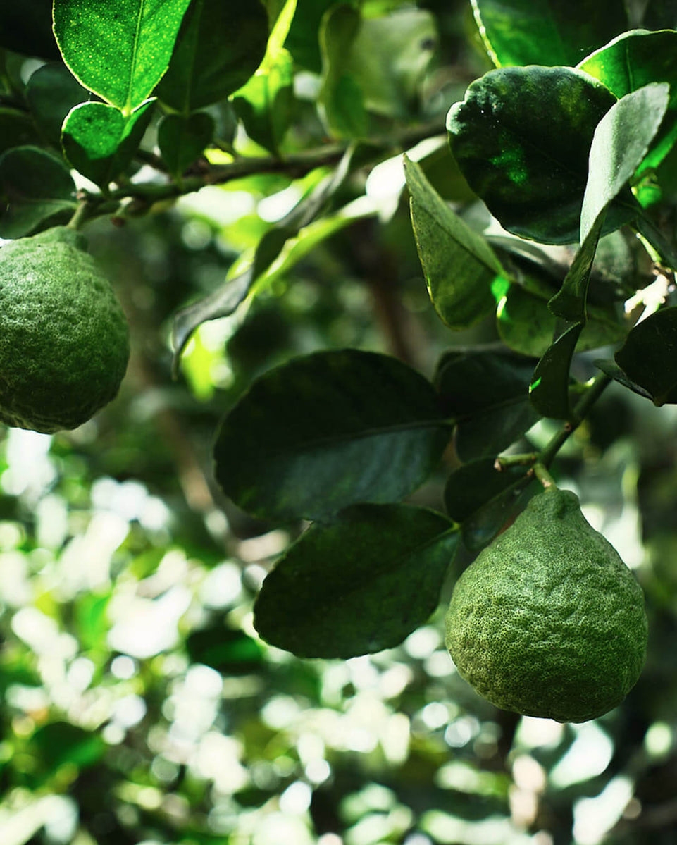 Agrumes rares et épicerie de plantation – Lemon Story